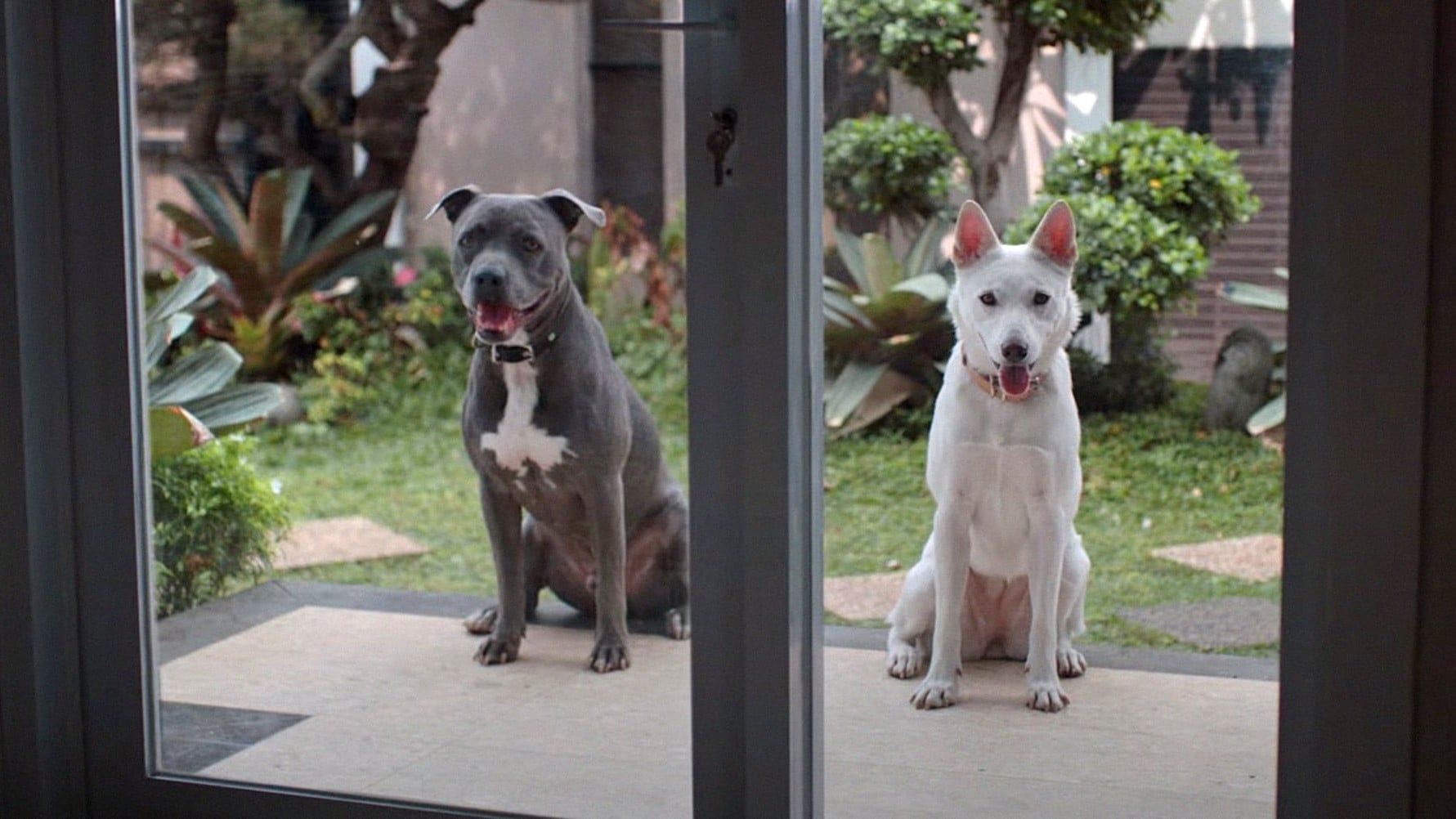 30 Best Dog Movies On Netflix (2022 Update)