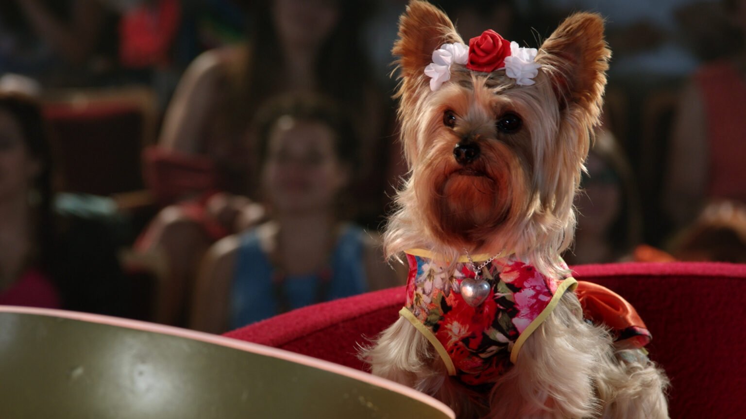 The 30 Best Dog Movies on Netflix To Stream Right Now