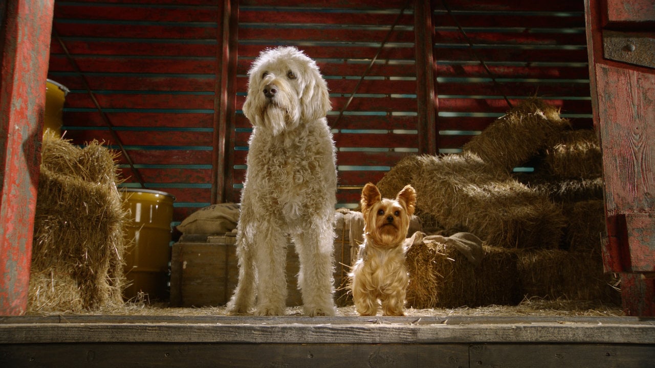 30 Best Dog Movies On Netflix (2022 Update)