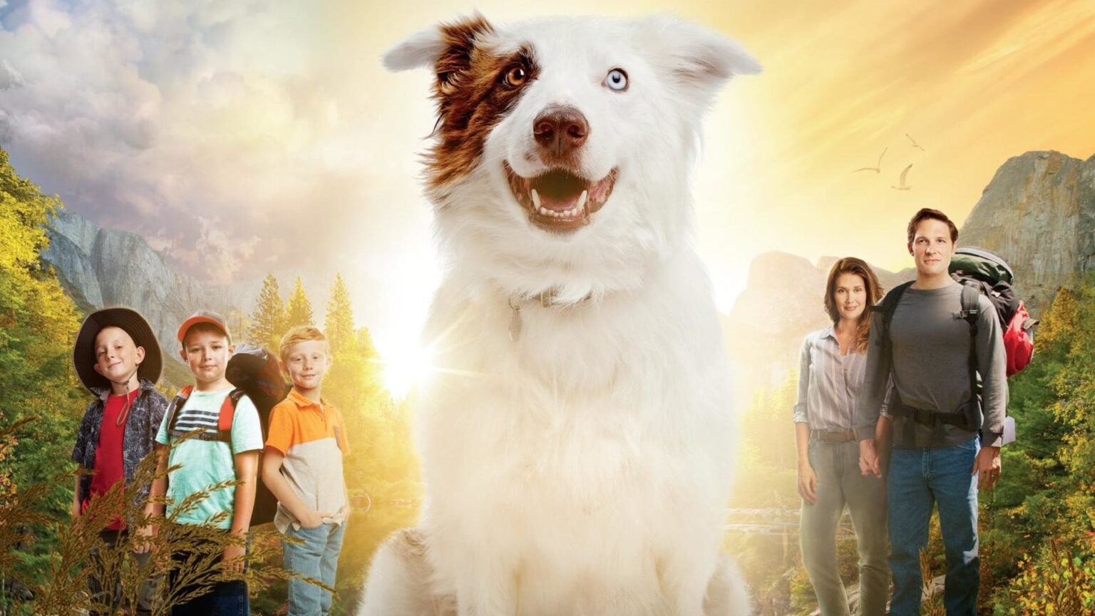 The 30 Best Dog Movies on Netflix To Stream Right Now