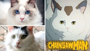 Who Is Meowy in Chainsaw Man & What Breed is She?