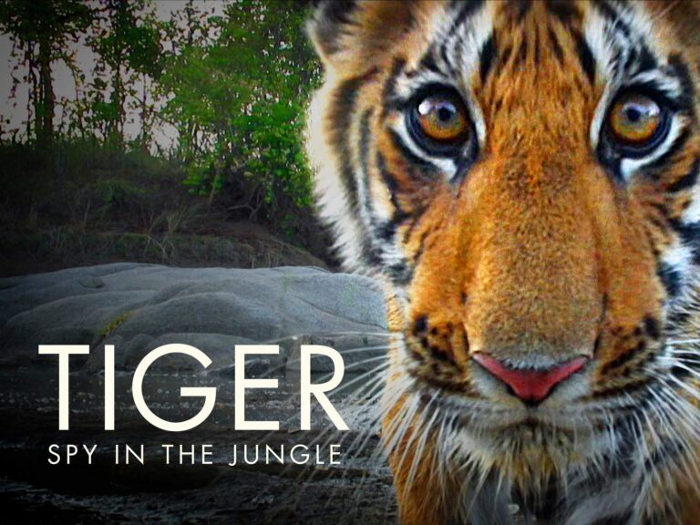 12 Best Tiger Movies & Documentaries for Animal Lovers