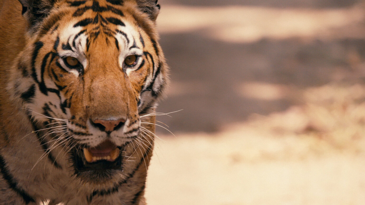 12 Best Tiger Movies & Documentaries for Animal Lovers
