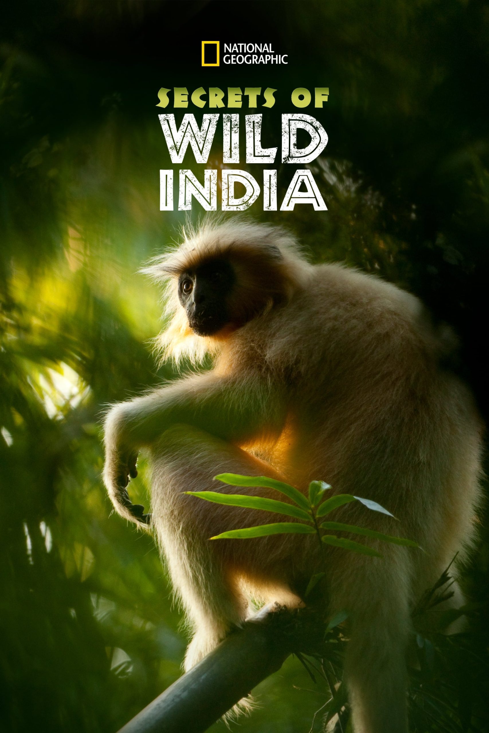 15 Must-Watch National Geographic Documentaries on Disney+ for Nature ...